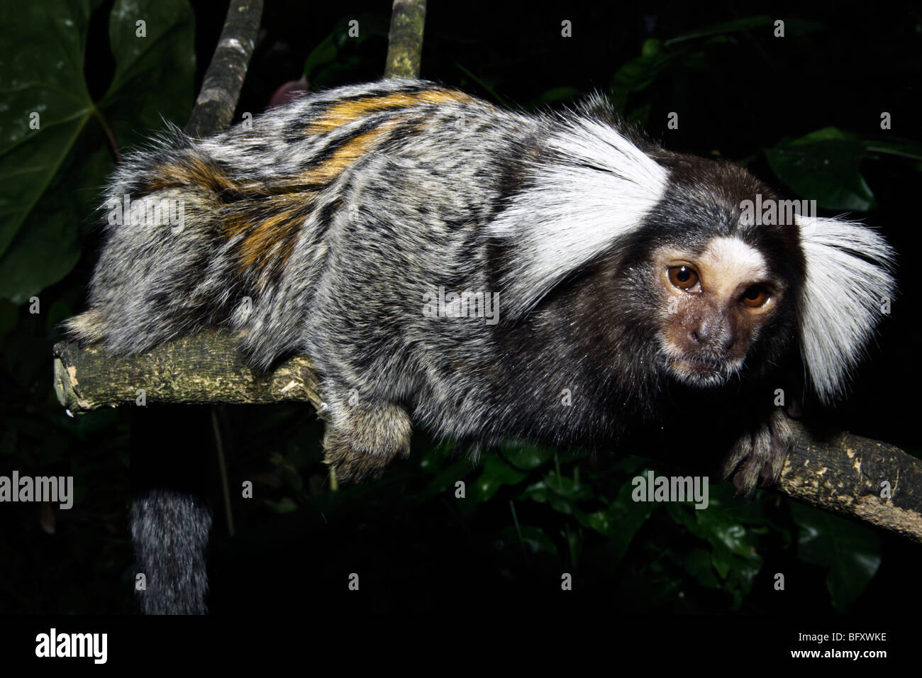Emperor Tamarin monkey, Saguinus imperator, a native of the Amazon ...