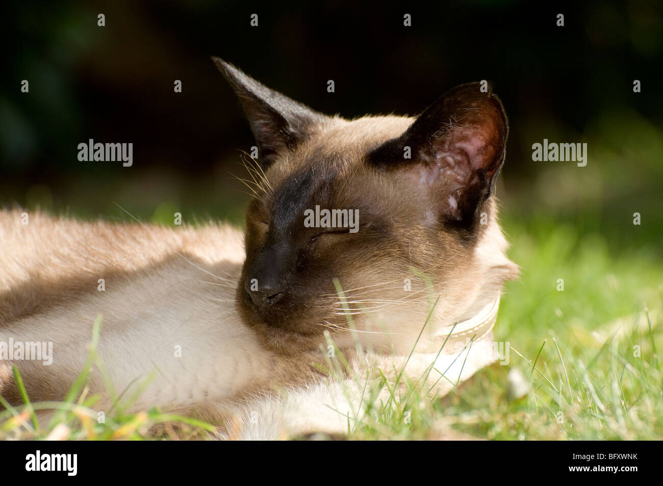 Sleepy Siamese Cat