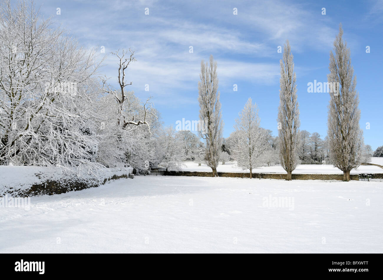 A line of poplar trees in the snow with a wall and blue sky behind ...