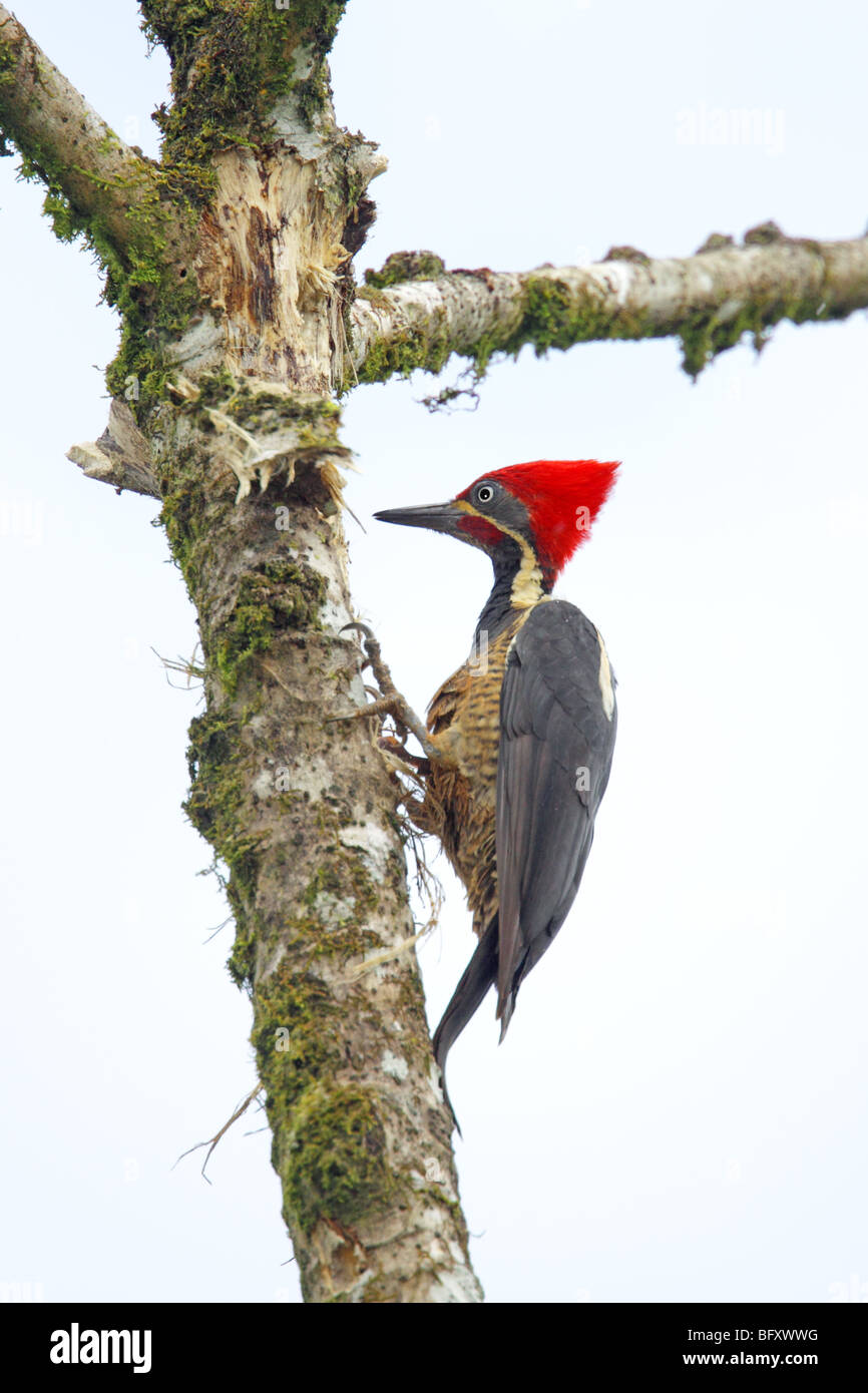 Lineated Woodpecker Dryocopus lineatus lineatus southern Costa Rica 6 ...
