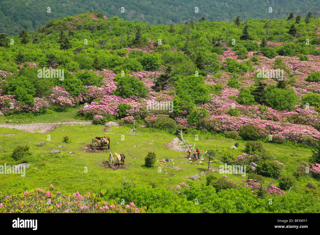 Trail Riders Eating Lunch, Rhododendron Gap, Mount Rogers National ...