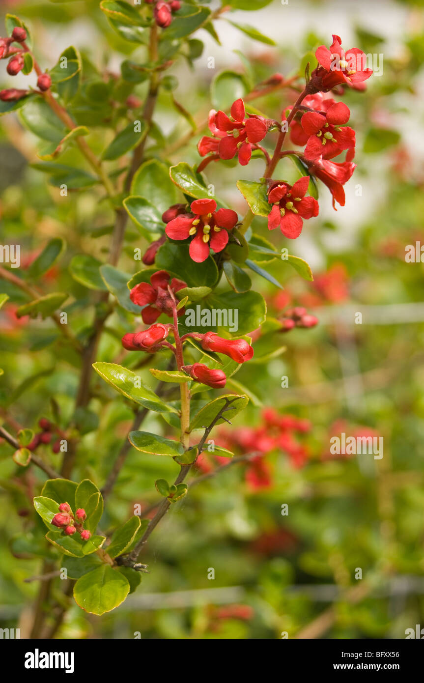 Red flowering shrub growing in North Cornwall Stock Photo - Alamy