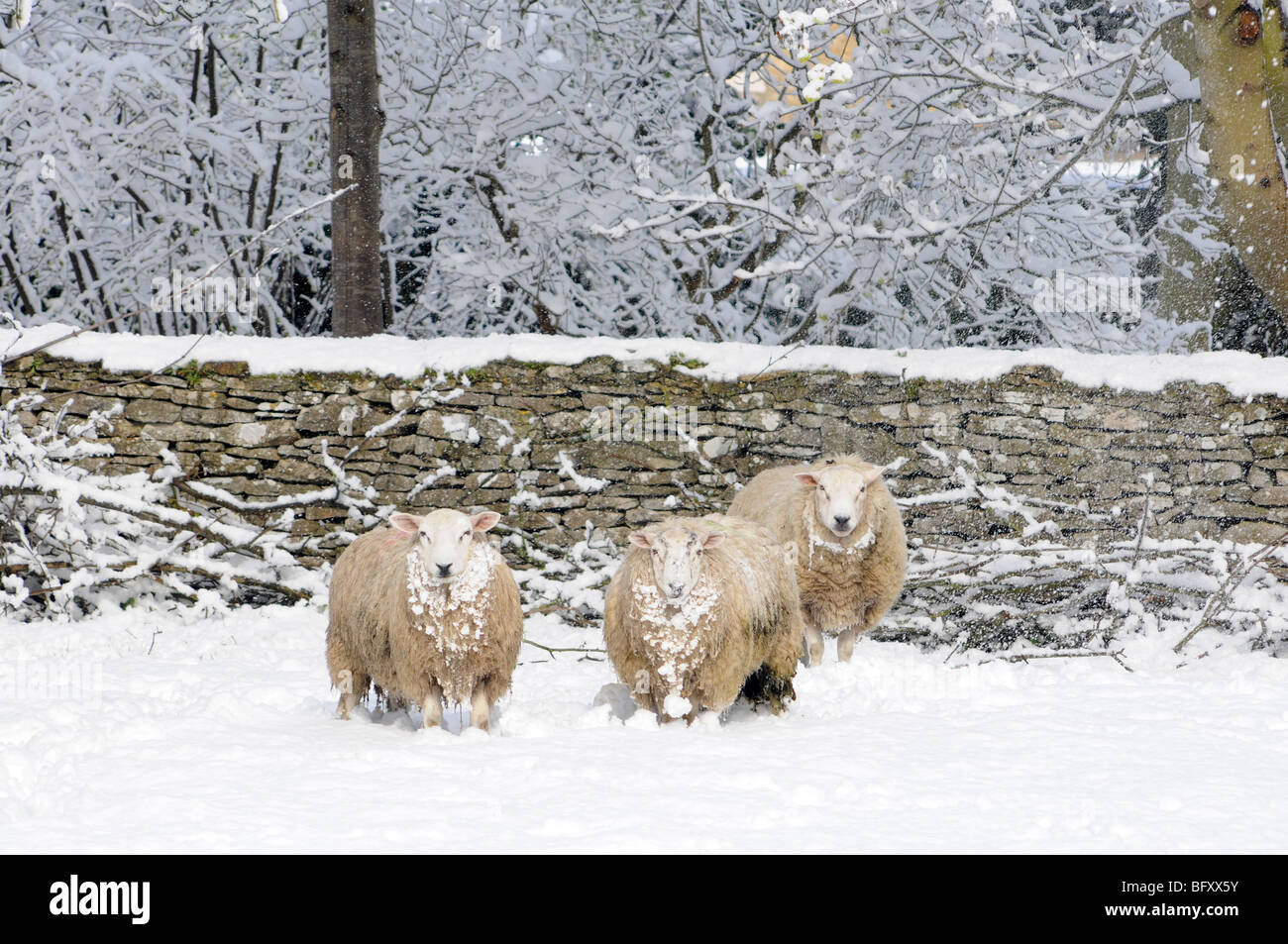 Sheep snow hi-res stock photography and images - Alamy
