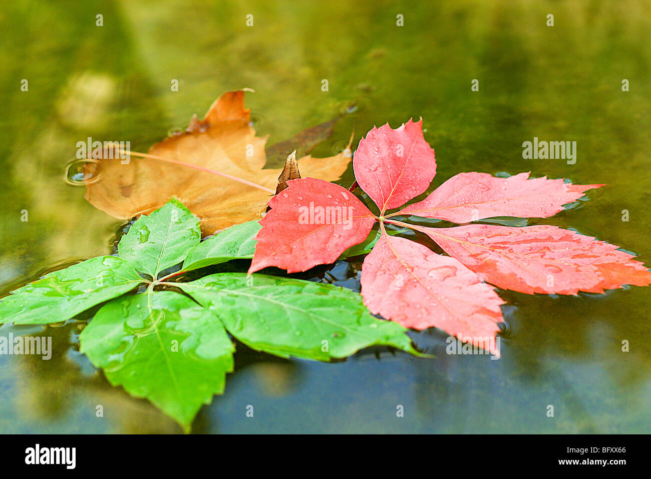 Fall leaves floating in a water stream Stock Photo - Alamy
