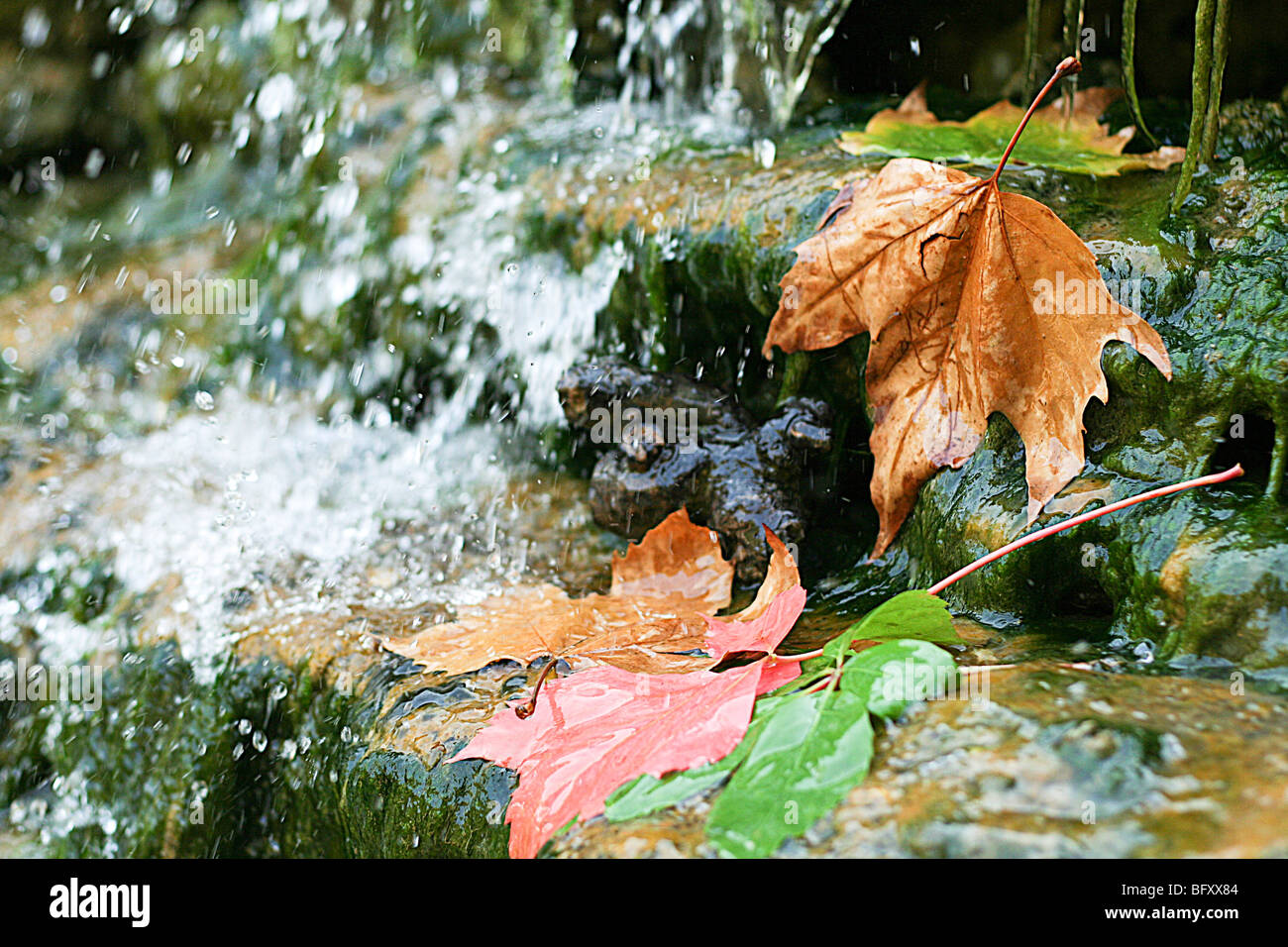 Fall leaves floating in a water stream Stock Photo - Alamy