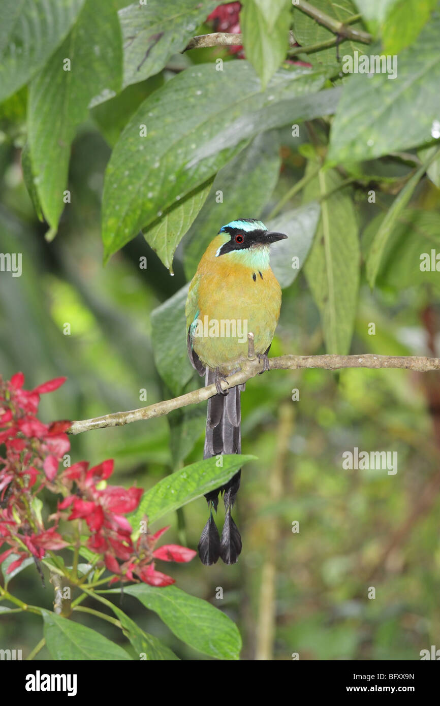 Motmot tail hi-res stock photography and images - Alamy