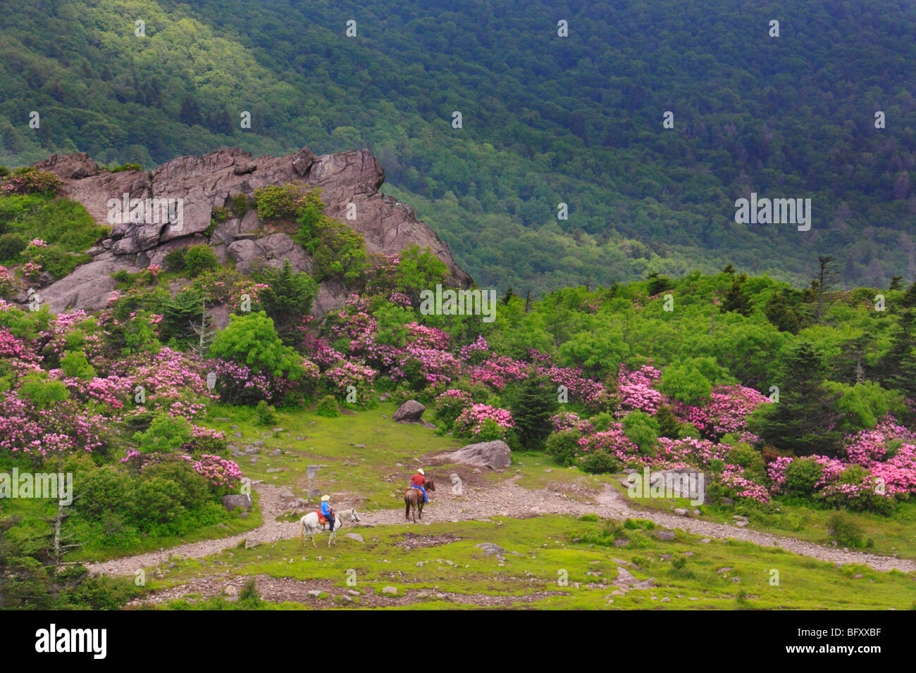 Trail Riders, Rhododendron Gap, Mount Rogers National Recreation Area ...