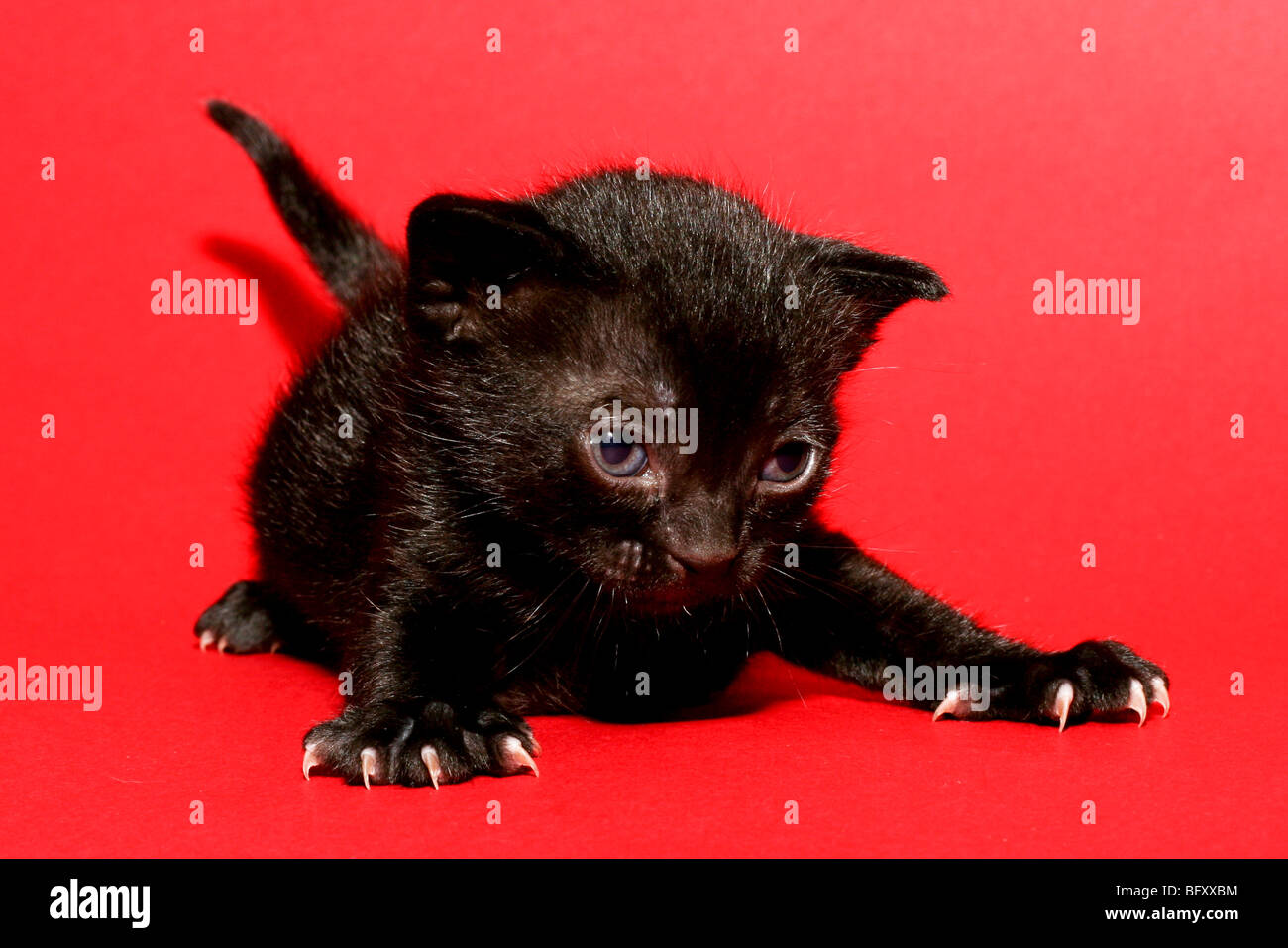 one week old kitten on red background nails protruding Stock Photo - Alamy