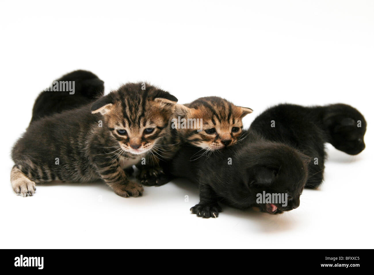 five one week old kittens on white background Stock Photo - Alamy