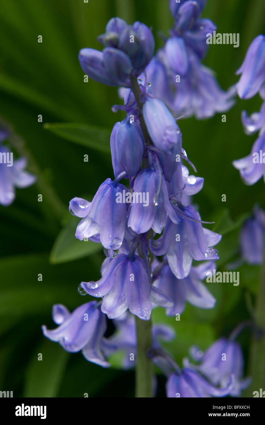 Bluebells in a garden on a rainy day Stock Photo - Alamy