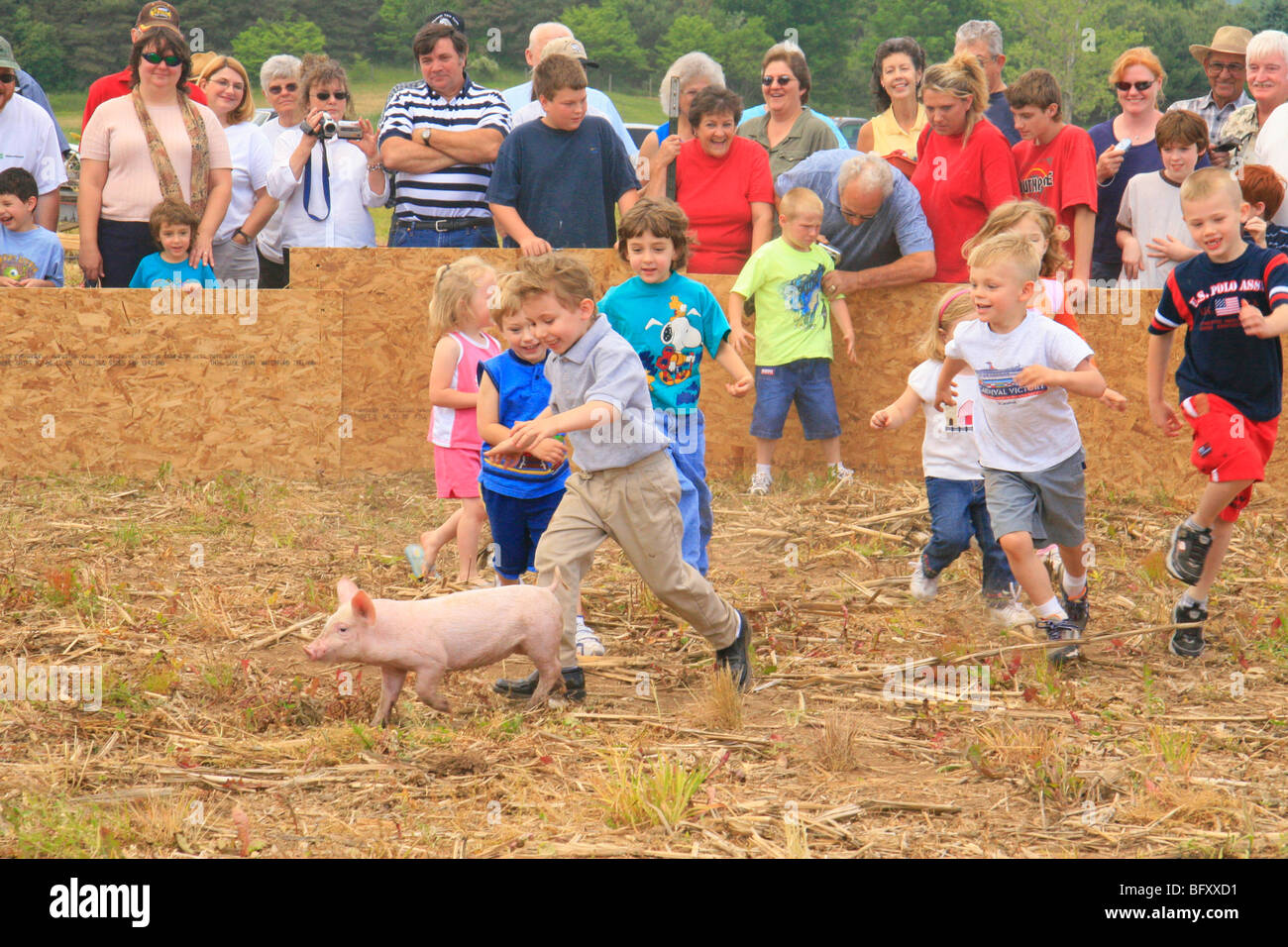 Greased Pig Contest, Churchville, Virginia Stock Photo - Alamy