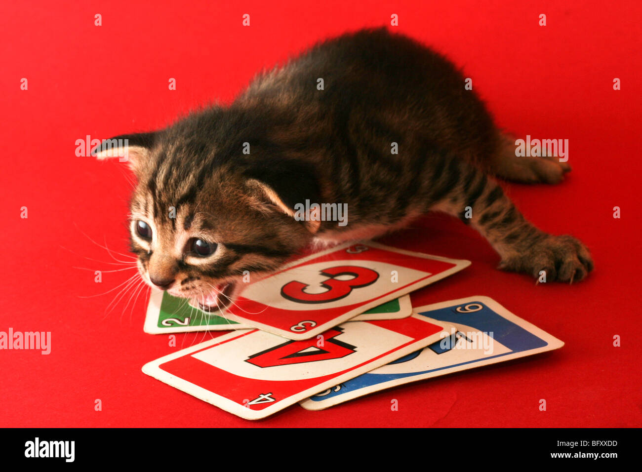 Cat playing cards hi-res stock photography and images - Alamy