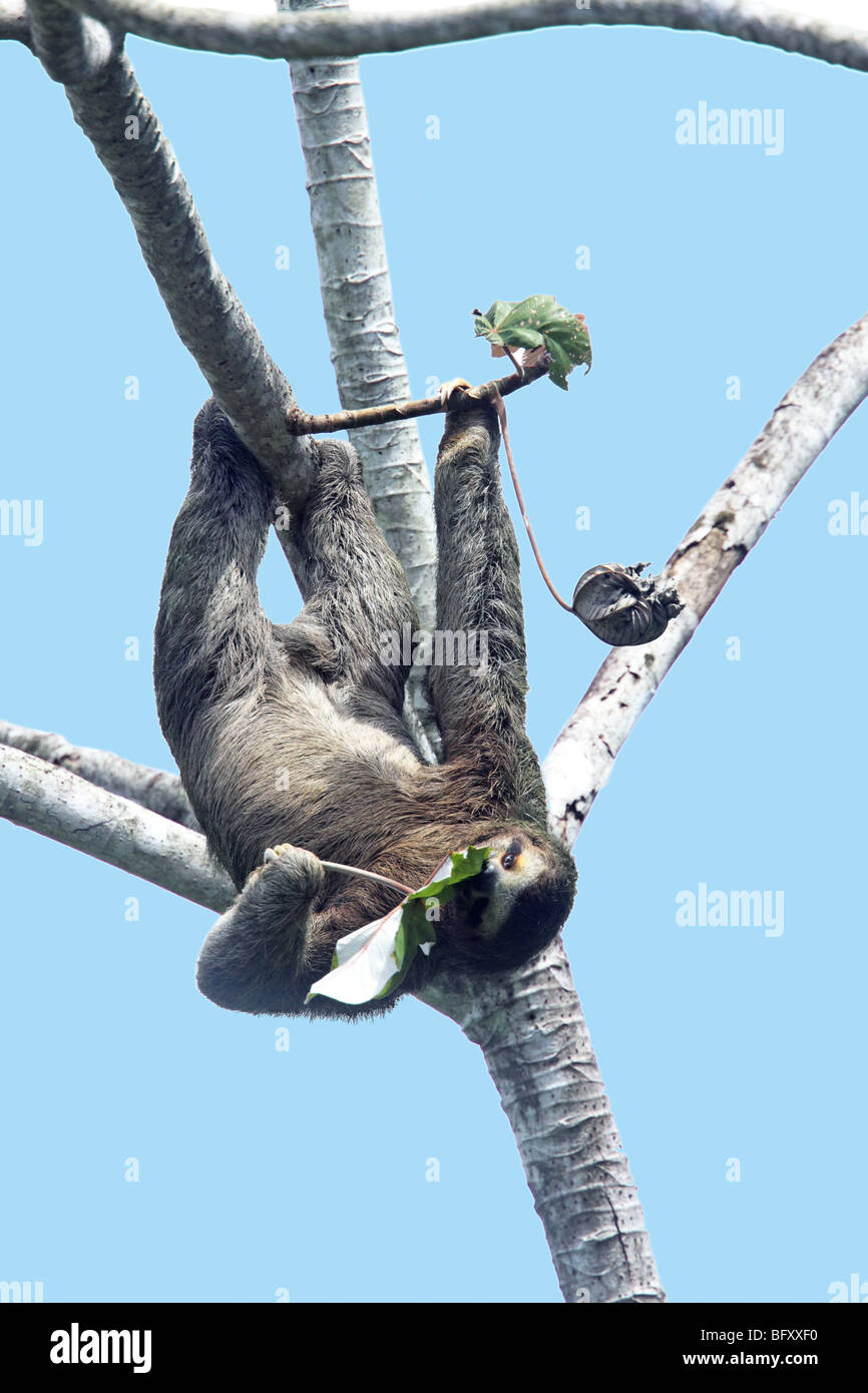 Brown-throated Three-toed Sloth Stock Photo - Alamy