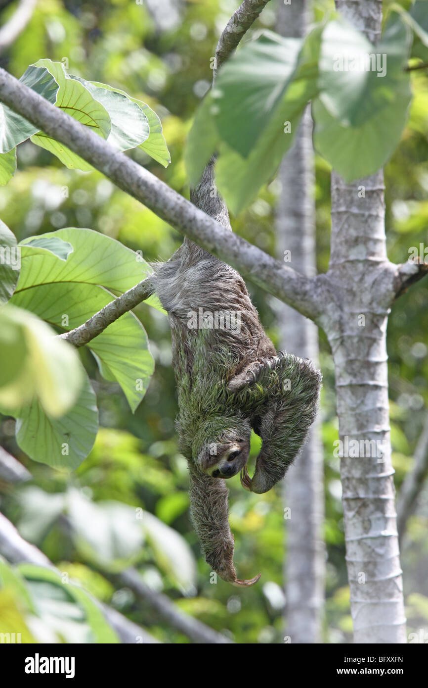 Brown-throated Three-toed Sloth Stock Photo - Alamy