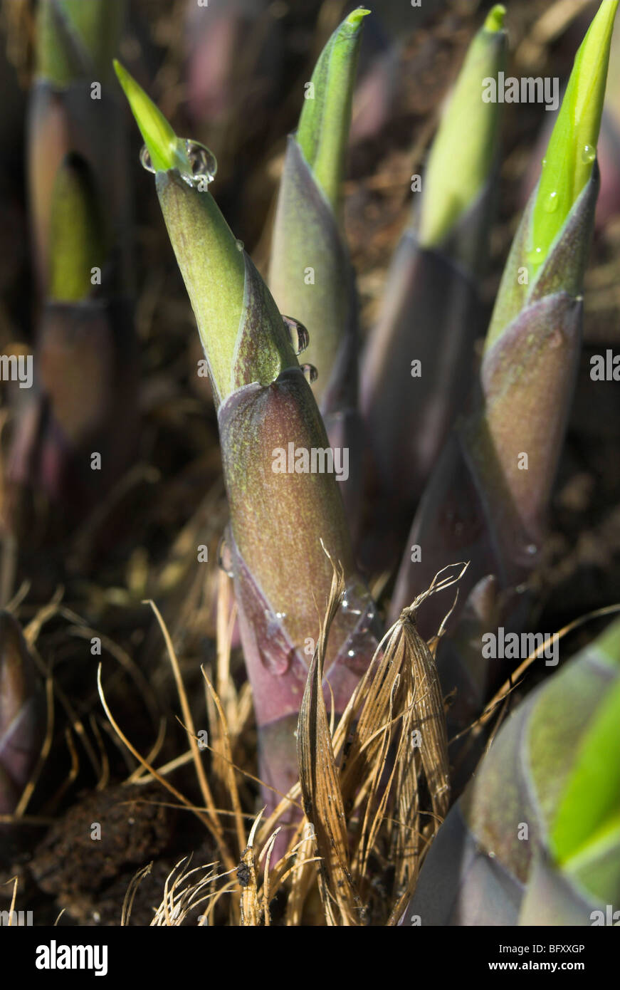 HOSTA PLANTS IN EARLY SPRING GROWTH Stock Photo - Alamy