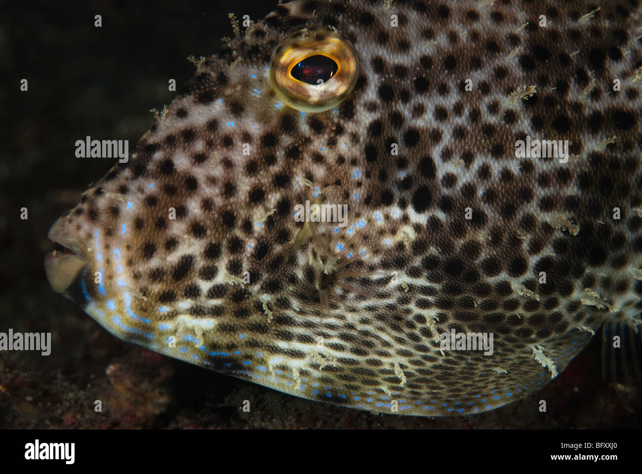 File fish Sulawesi Stock Photo - Alamy