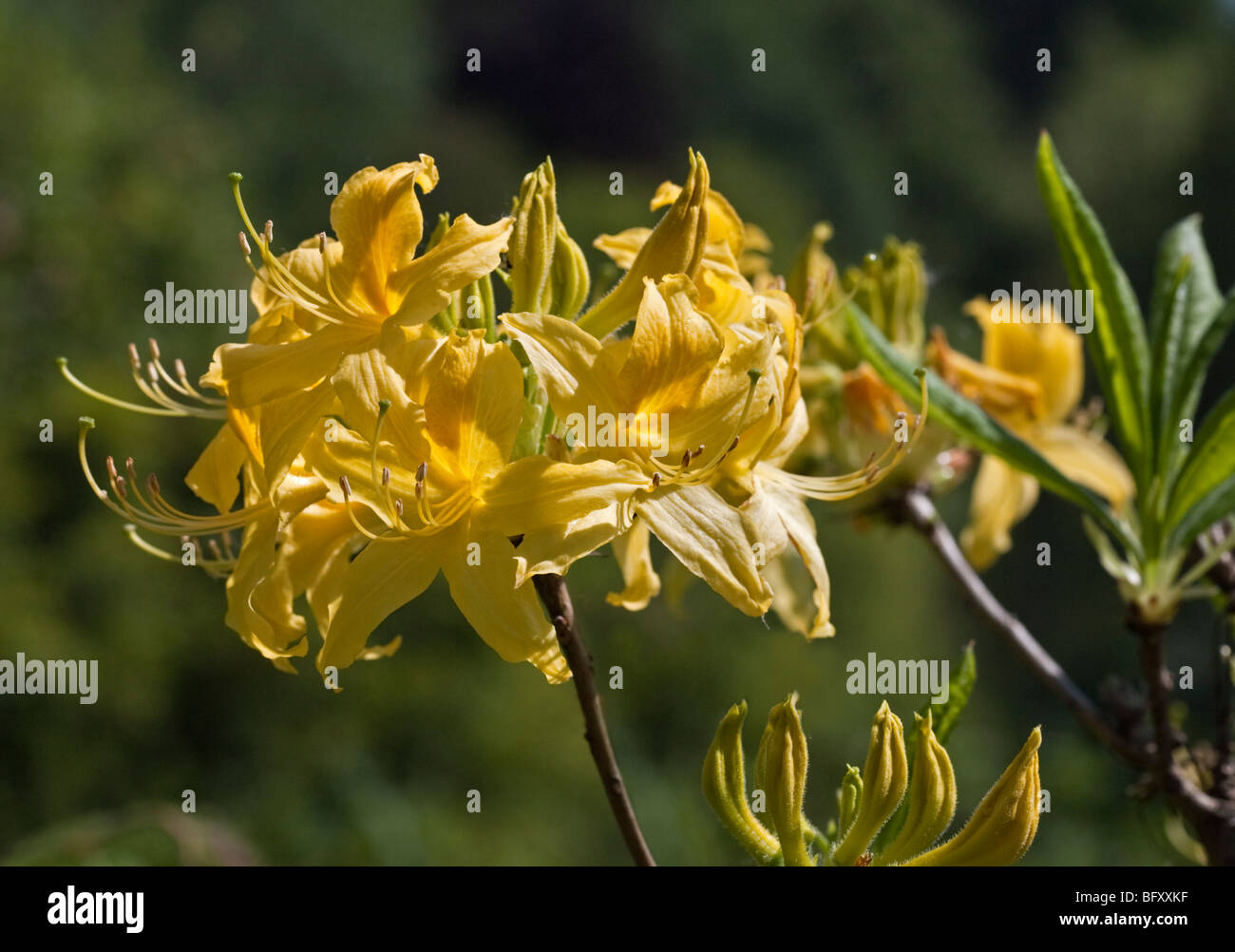 Yellow Rhododendron Luteum Stock Photo - Alamy