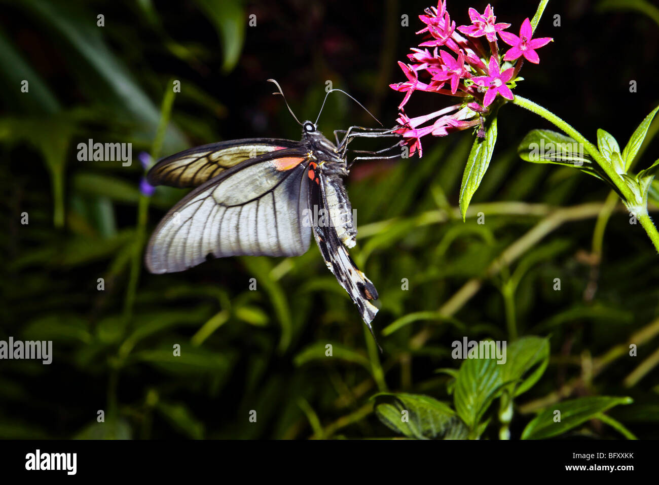 Rare Butterflies Of The World