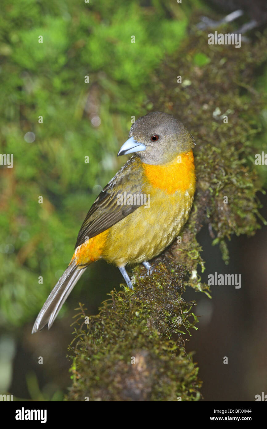 Vertical wing hi-res stock photography and images - Alamy