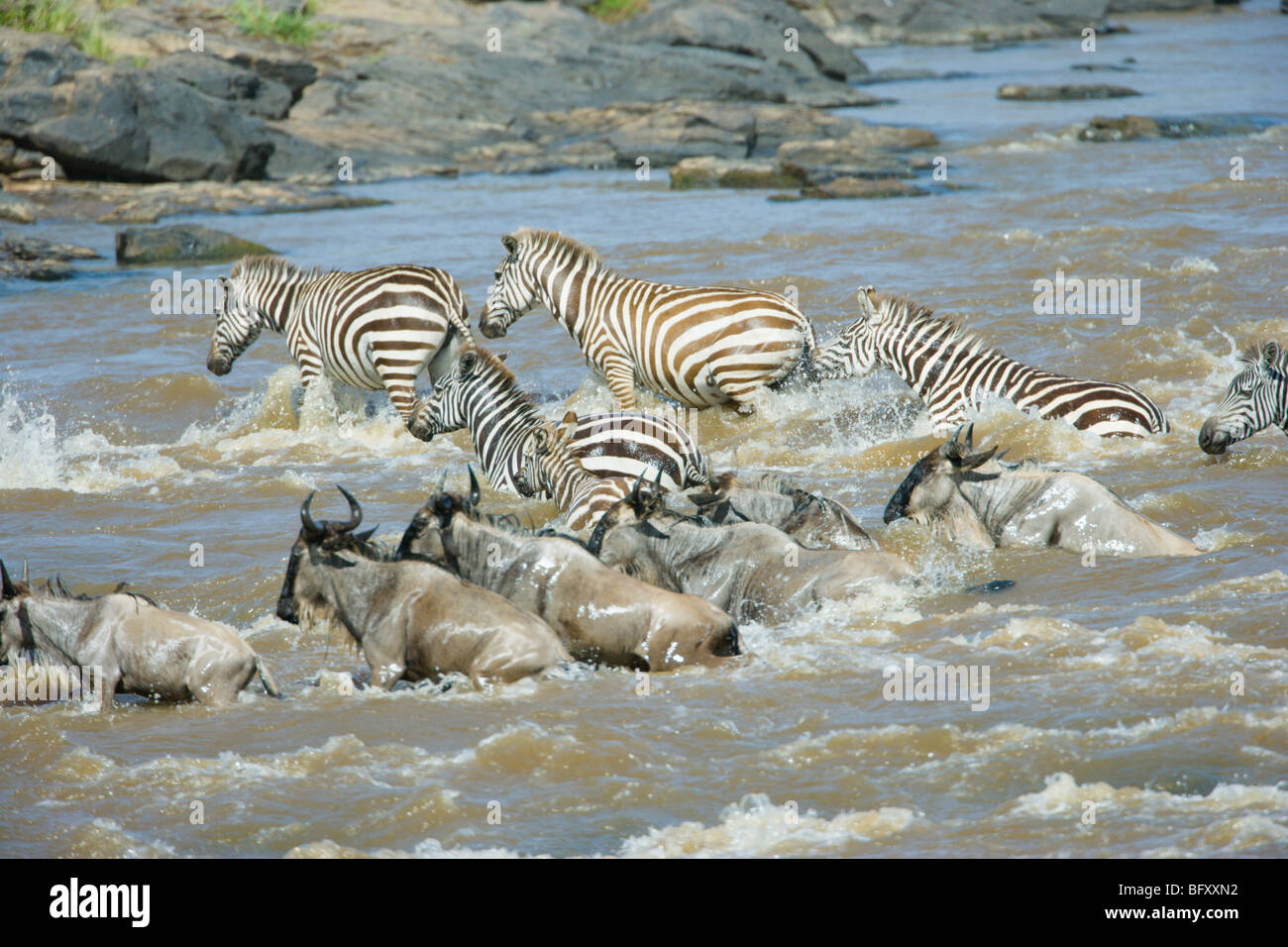Wildebeest, Connochaetes taurinus, and Zebra swim the Mara River. Masai ...