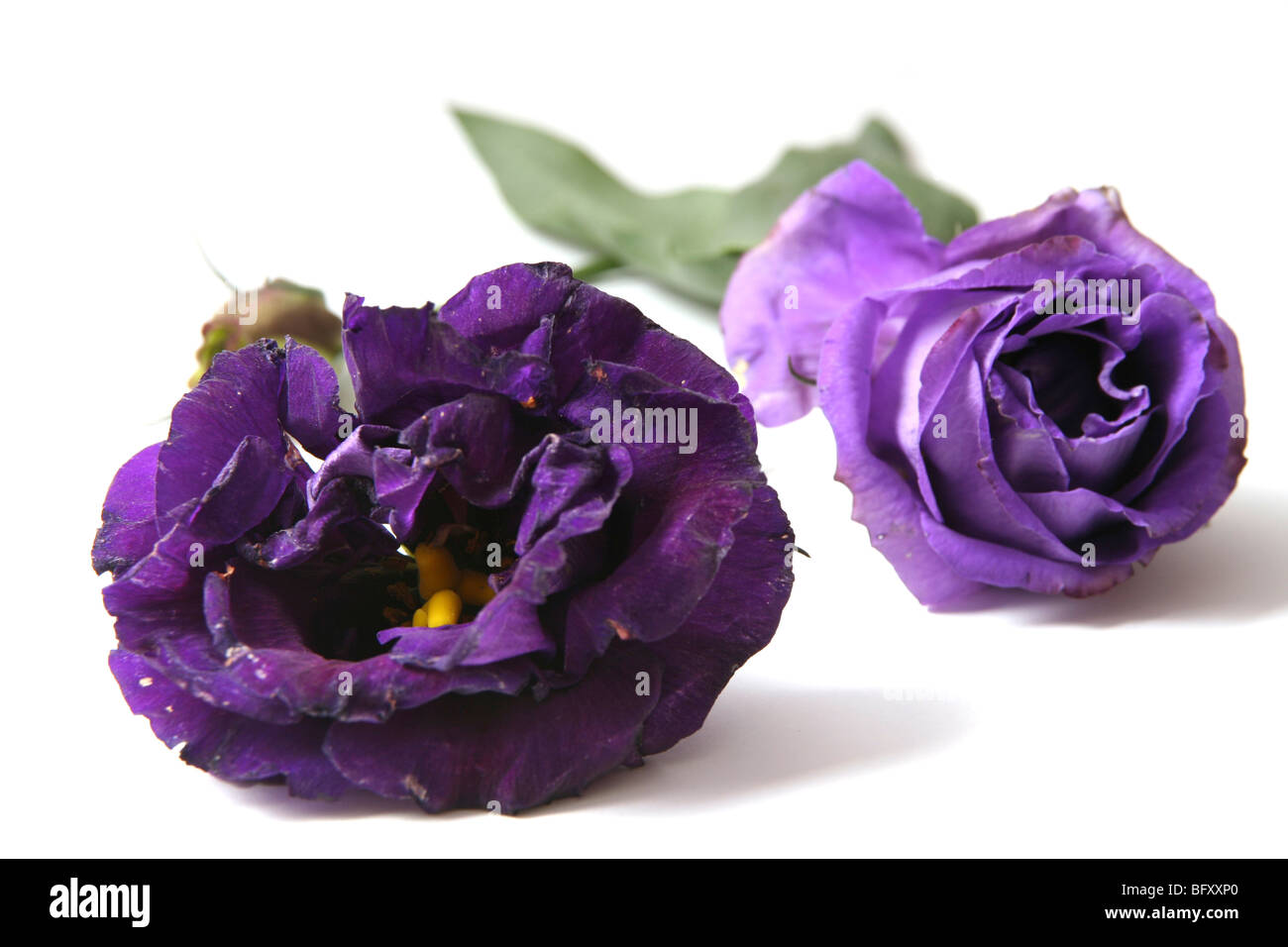 Cutout of a Purple rose on white background Stock Photo - Alamy