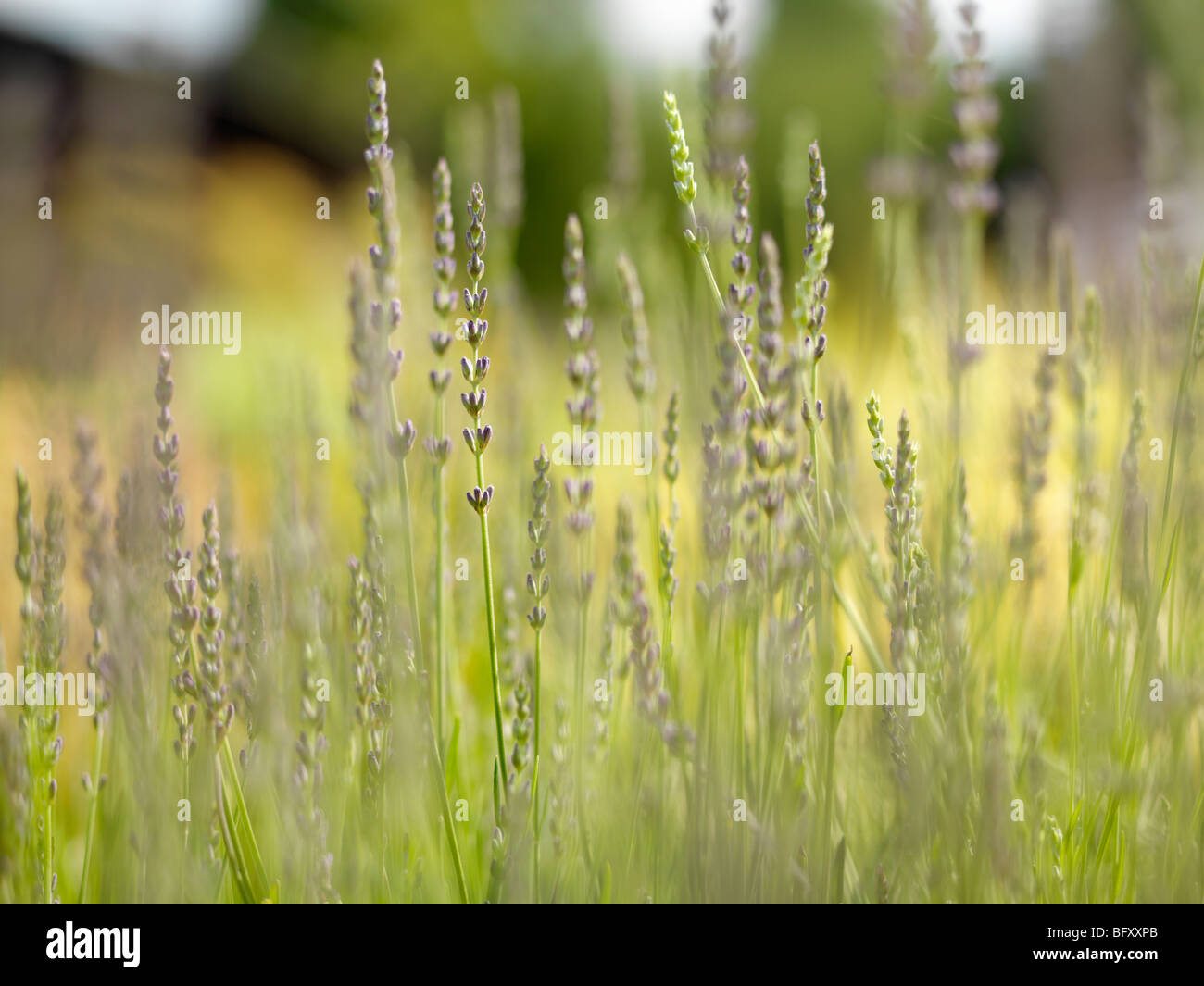 Springlike hi-res stock photography and images - Alamy