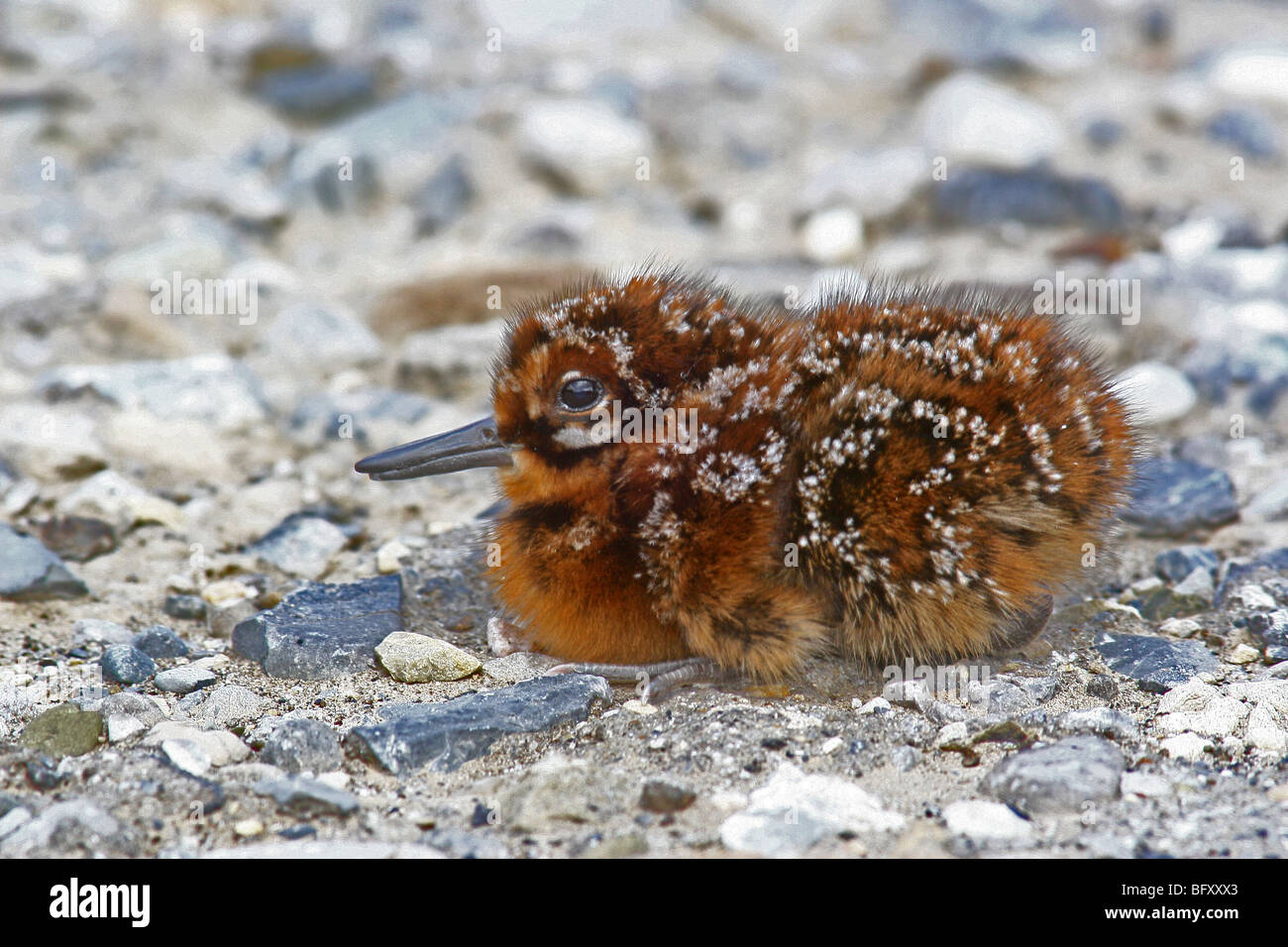 birds of North America Stock Photo - Alamy