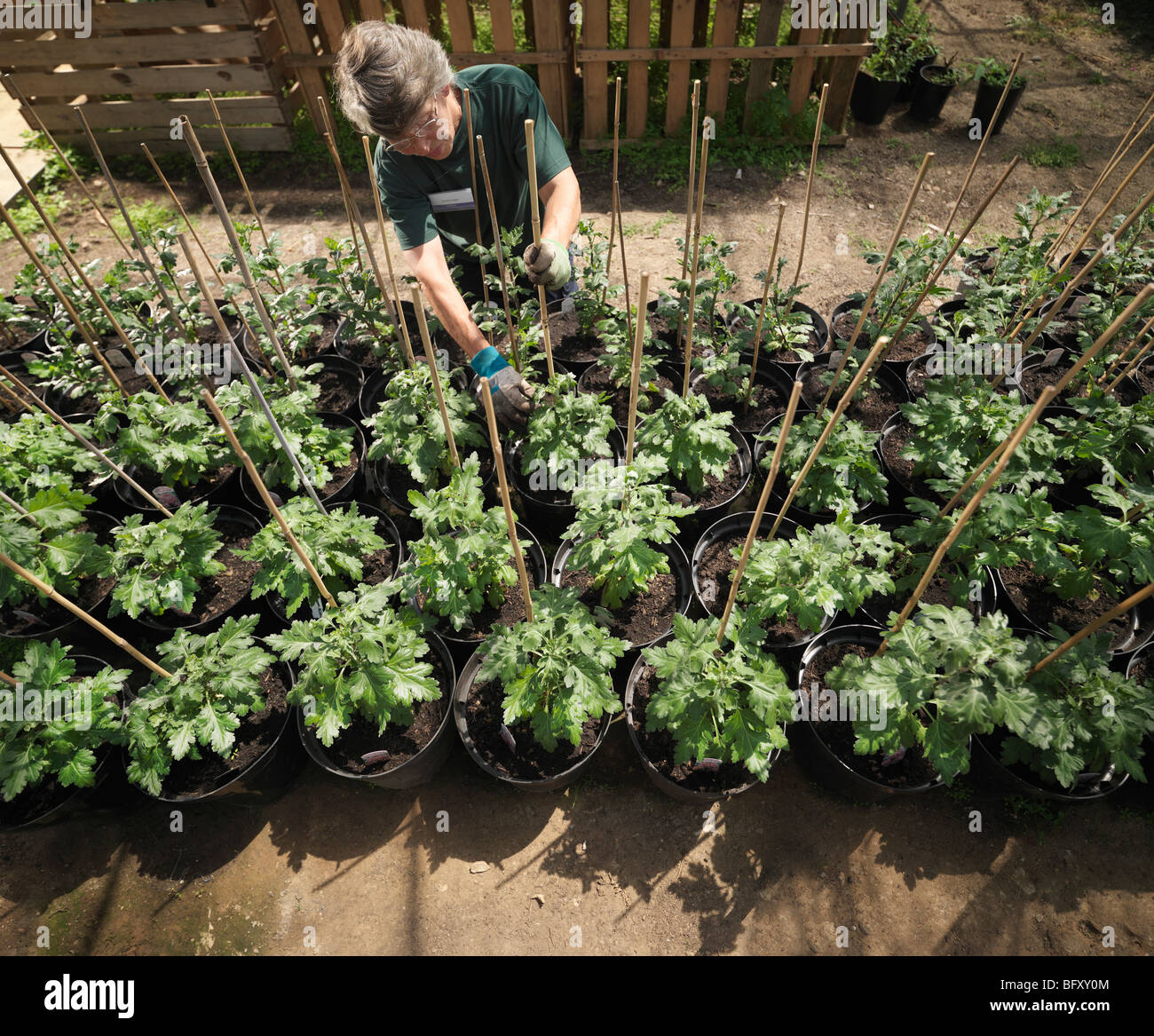 Female Garden Center Worker With Plants Stock Photo - Alamy