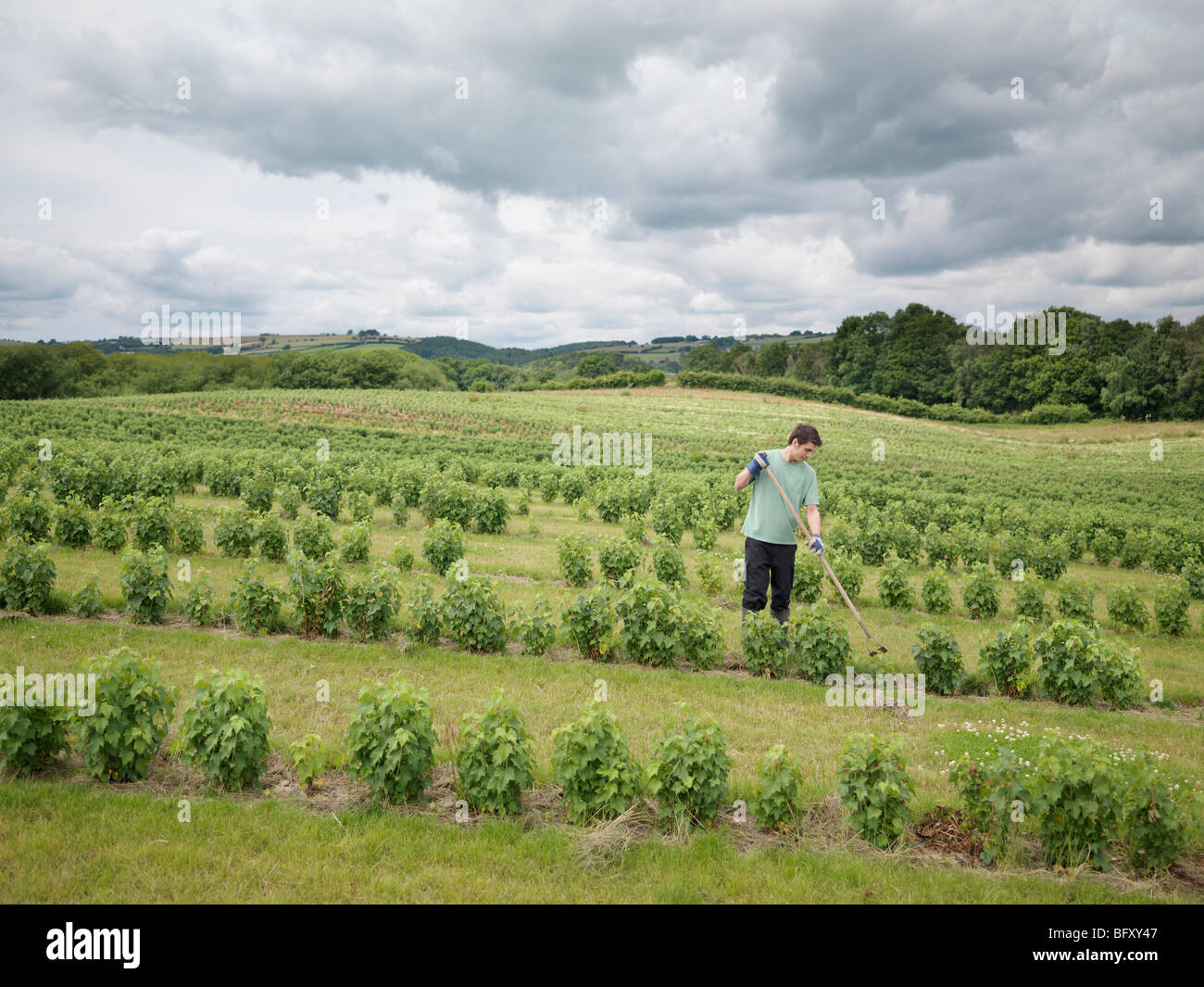 Field man harvest High Resolution Stock Photography and Images - Alamy