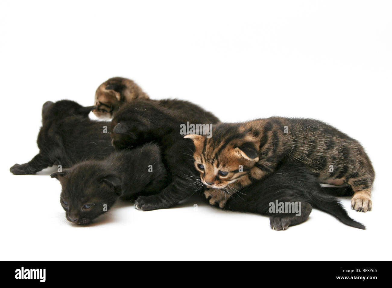 five one week old kittens on white background Stock Photo - Alamy