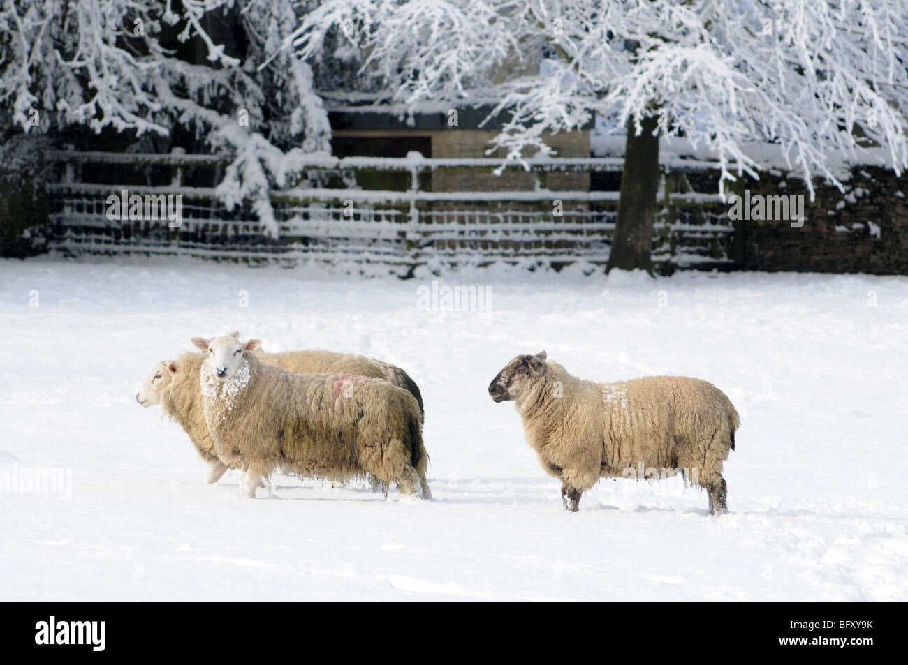Sheep in the snow, struggling to keep warm and find food. Their fleeces ...