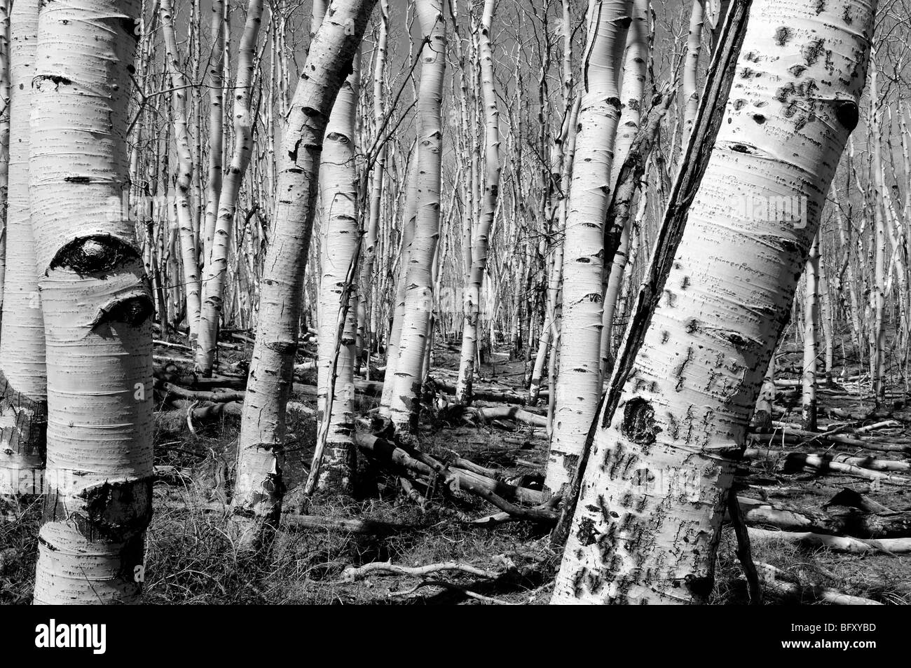 Birch forest- betula spp Stock Photo - Alamy