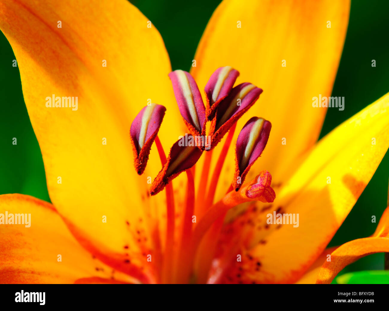 The scent of spring Stock Photo - Alamy