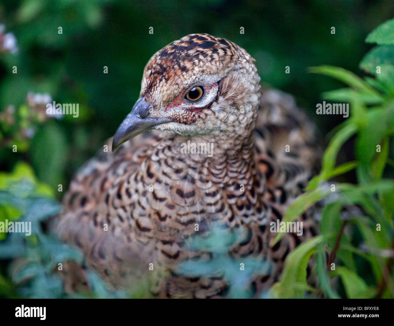 Female pheasants hi-res stock photography and images - Alamy