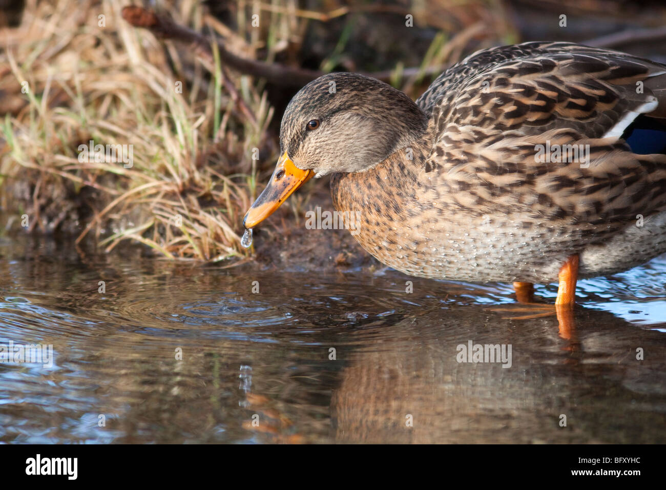 A female mallard drinking water from a river with a water drop from its ...