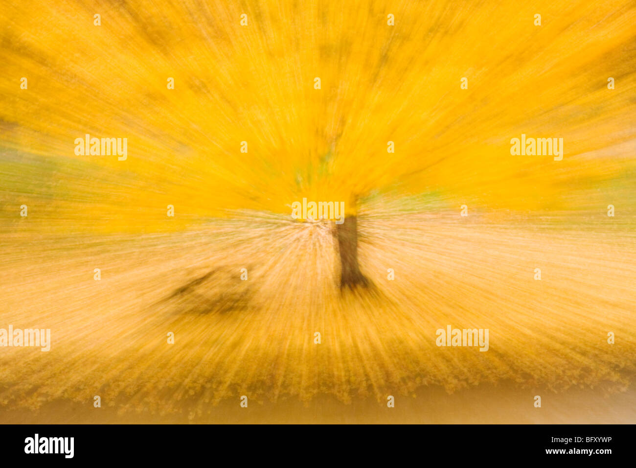 Zoom effect on a fall maple tree Stock Photo - Alamy