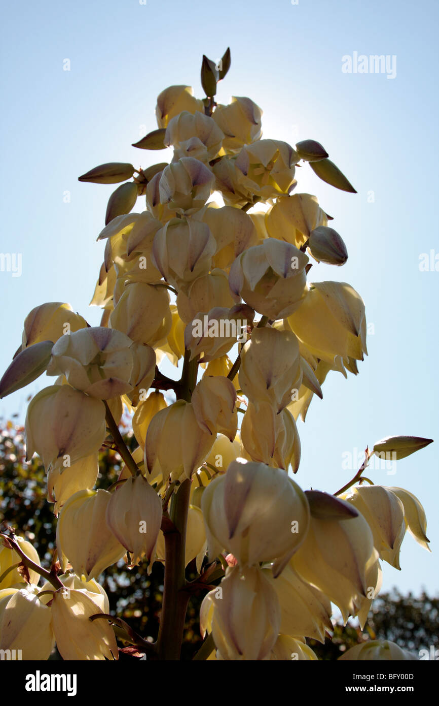 Yucca filamentosa, commonly known as Adam's needle in flower in the ...