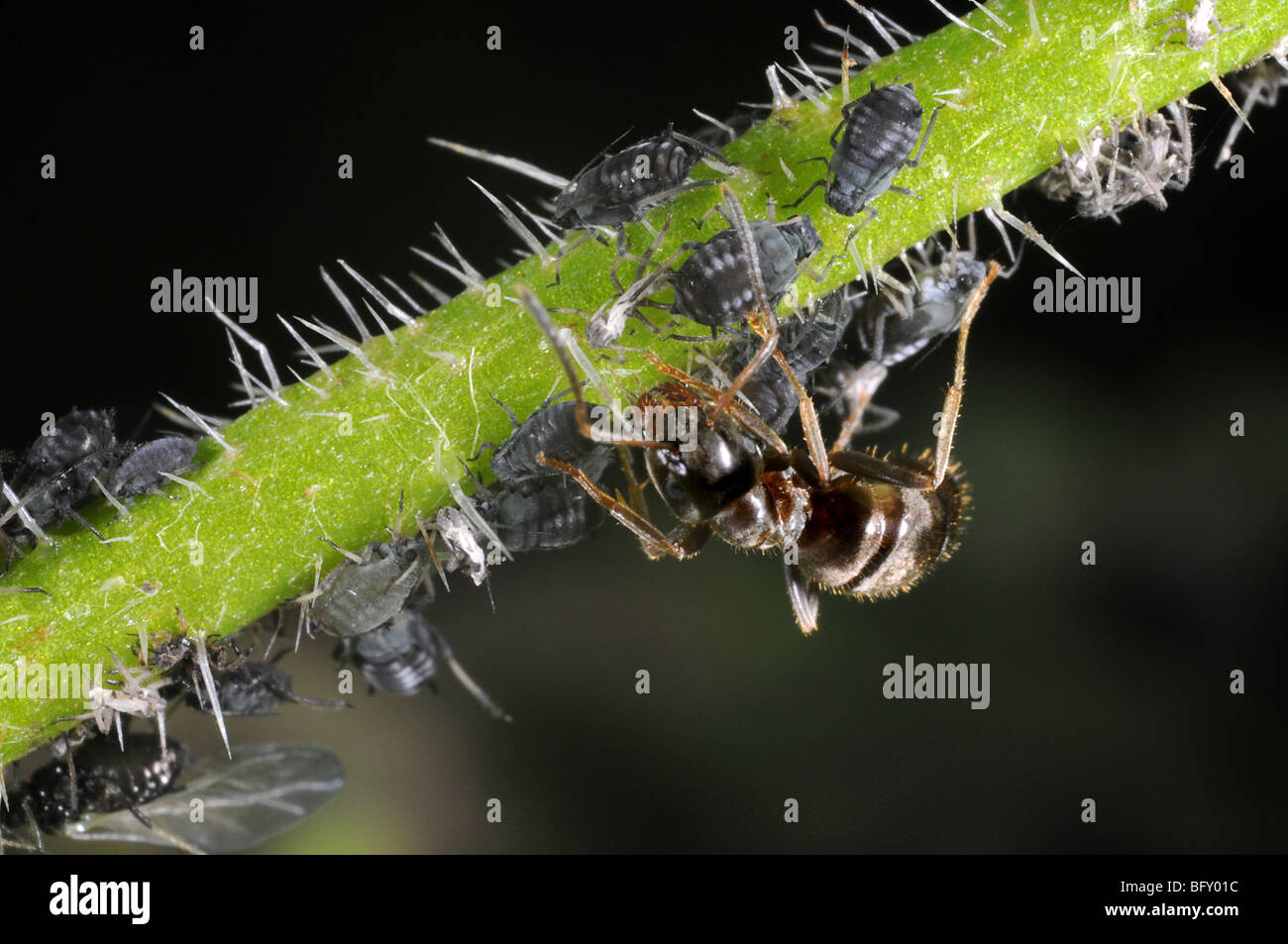 Garden ant (Lasius niger) tending black aphids Stock Photo - Alamy