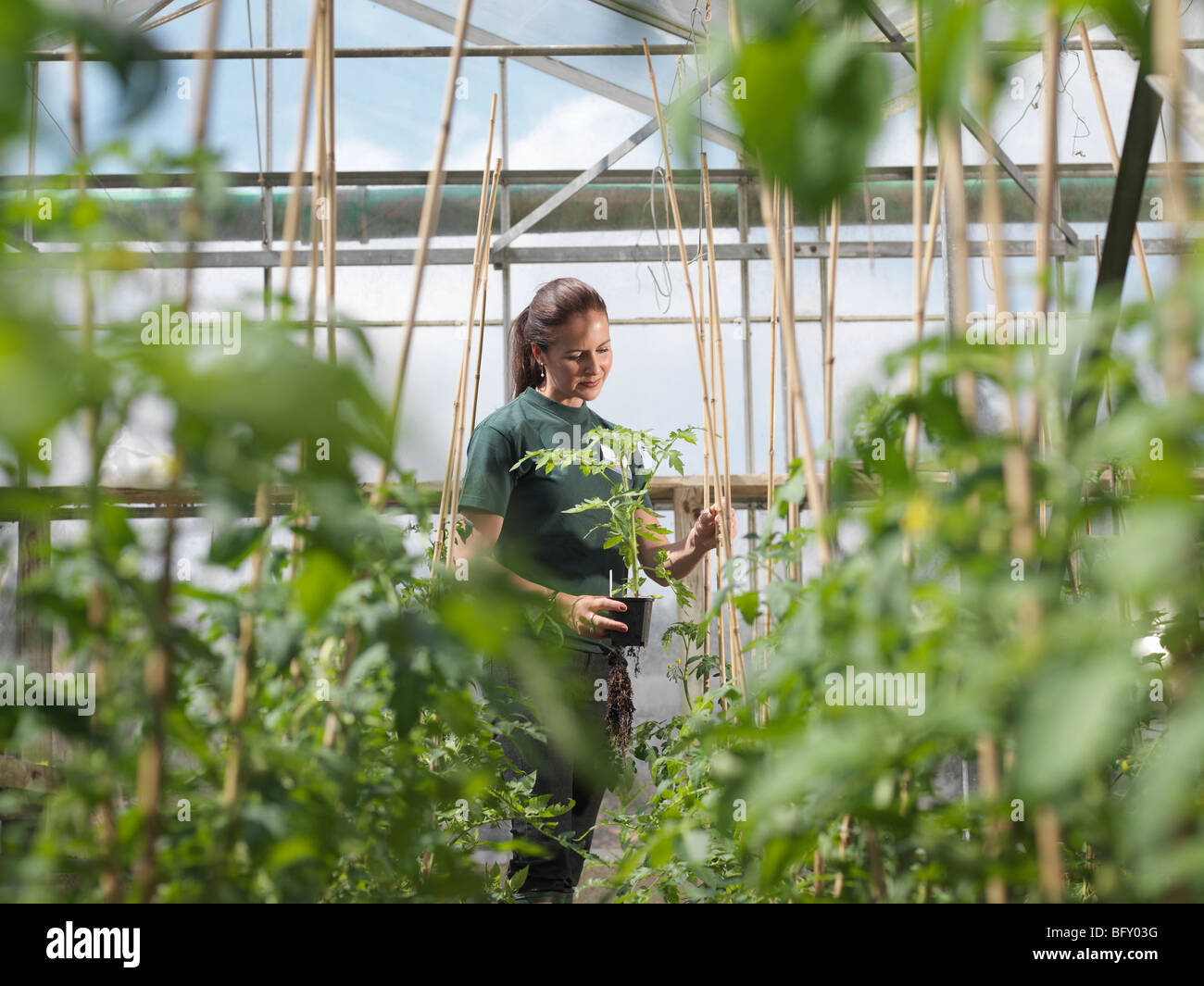 Plant inspection hi-res stock photography and images - Alamy