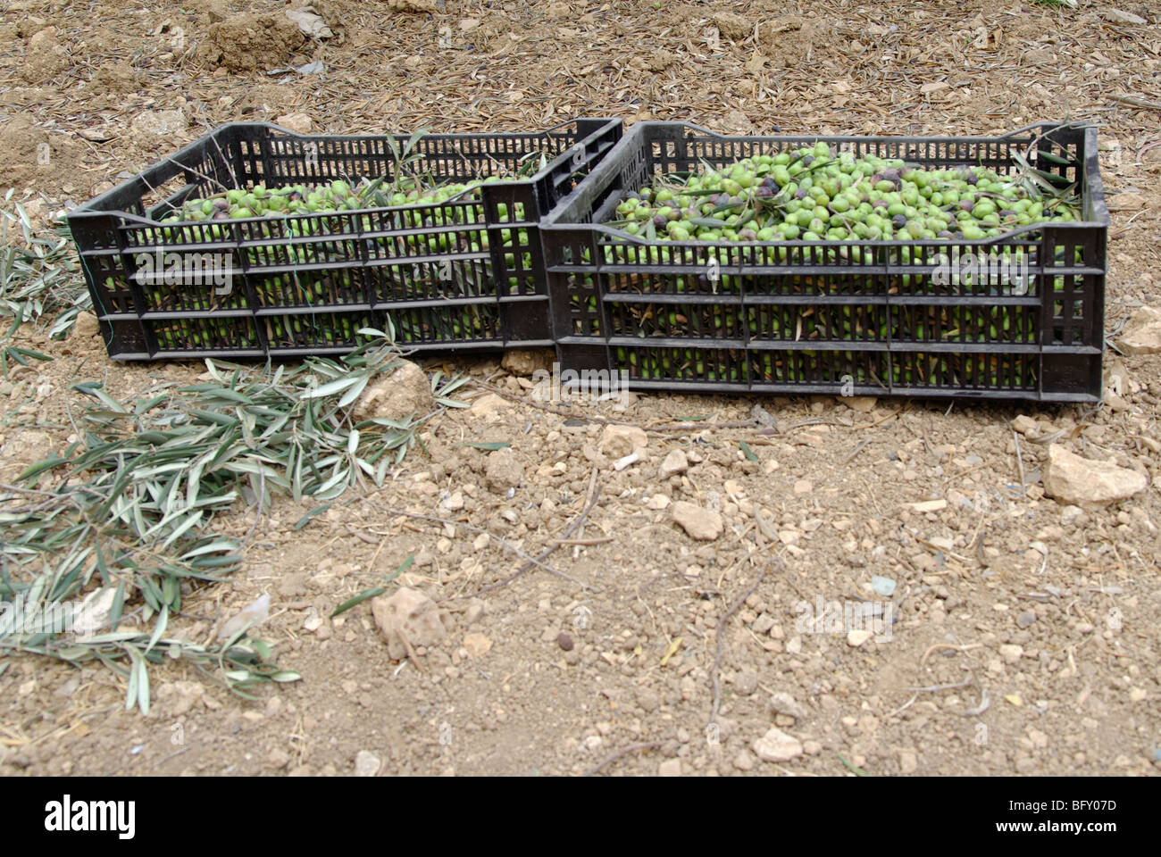 Picked Olive High Resolution Stock Photography and Images - Alamy