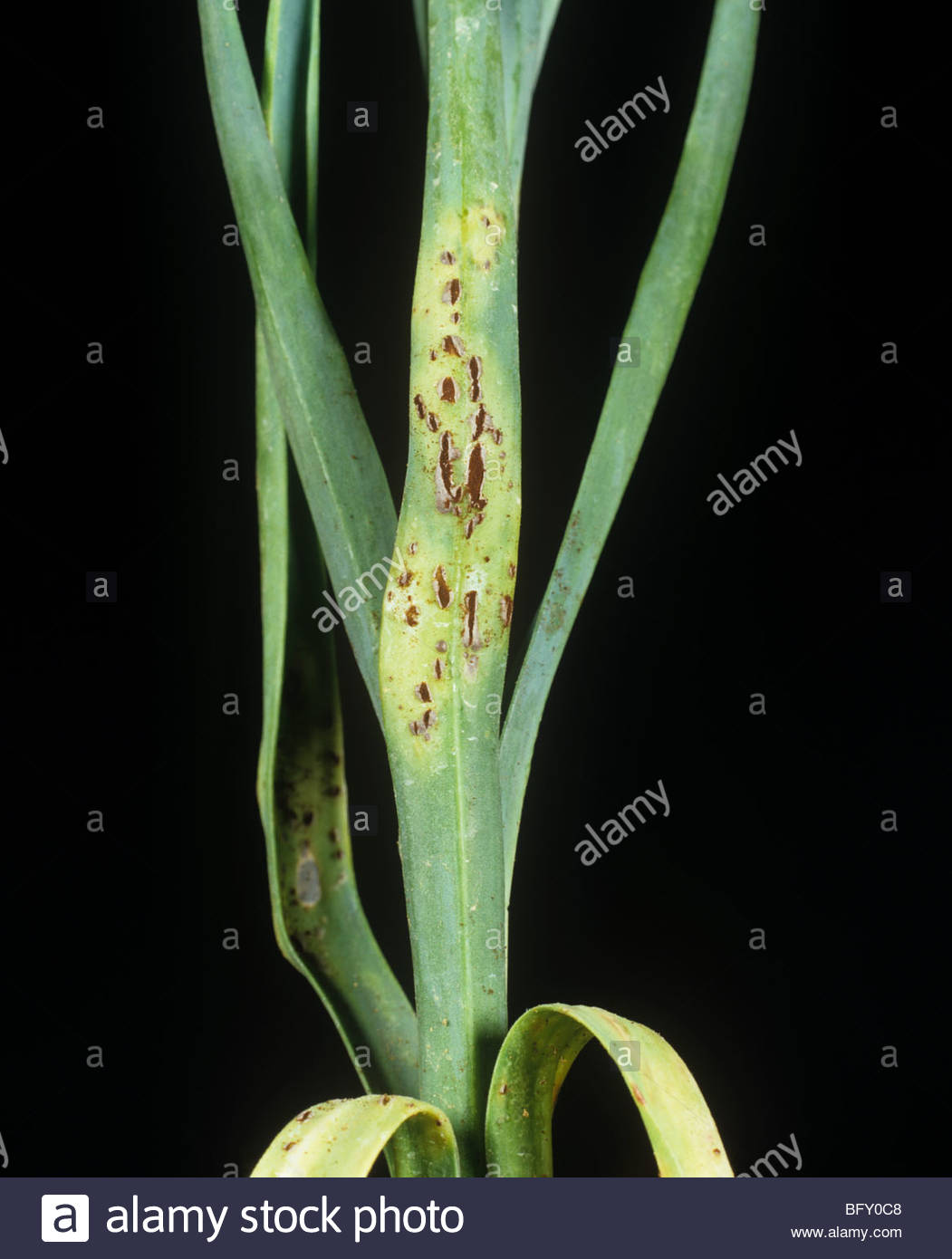 Dianthi Stock Photos & Dianthi Stock Images - Alamy