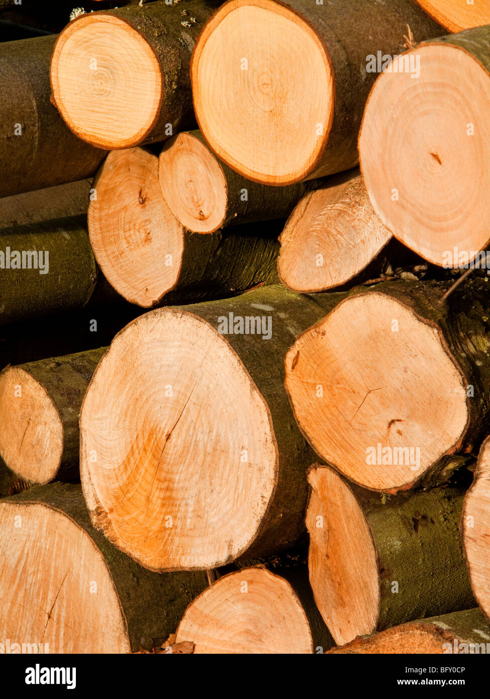 View of chopped tree logs showing growth rings used to determine its ...