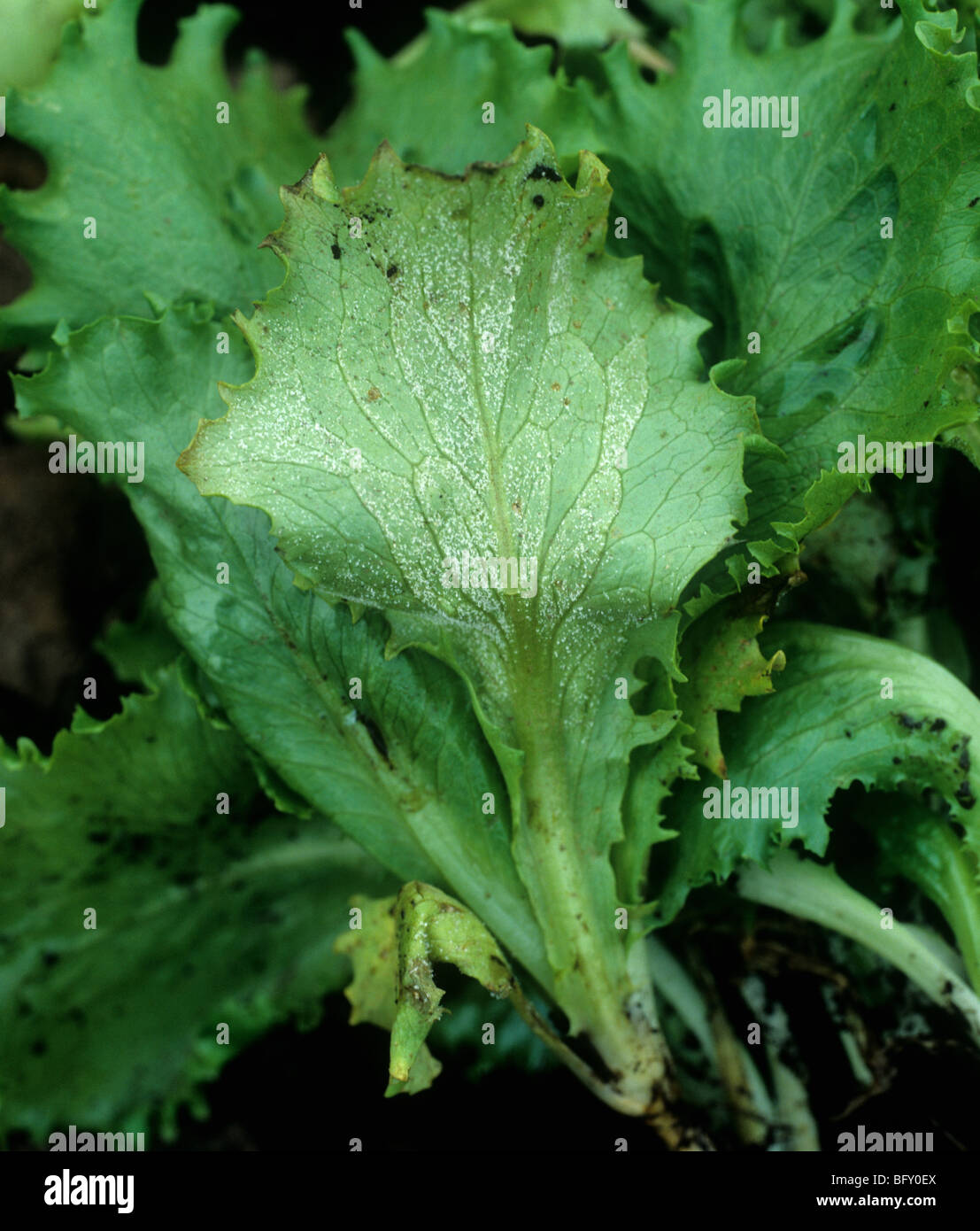 Downy mildew (Bremia lactucae) mycelium development a lettuce leaf ...