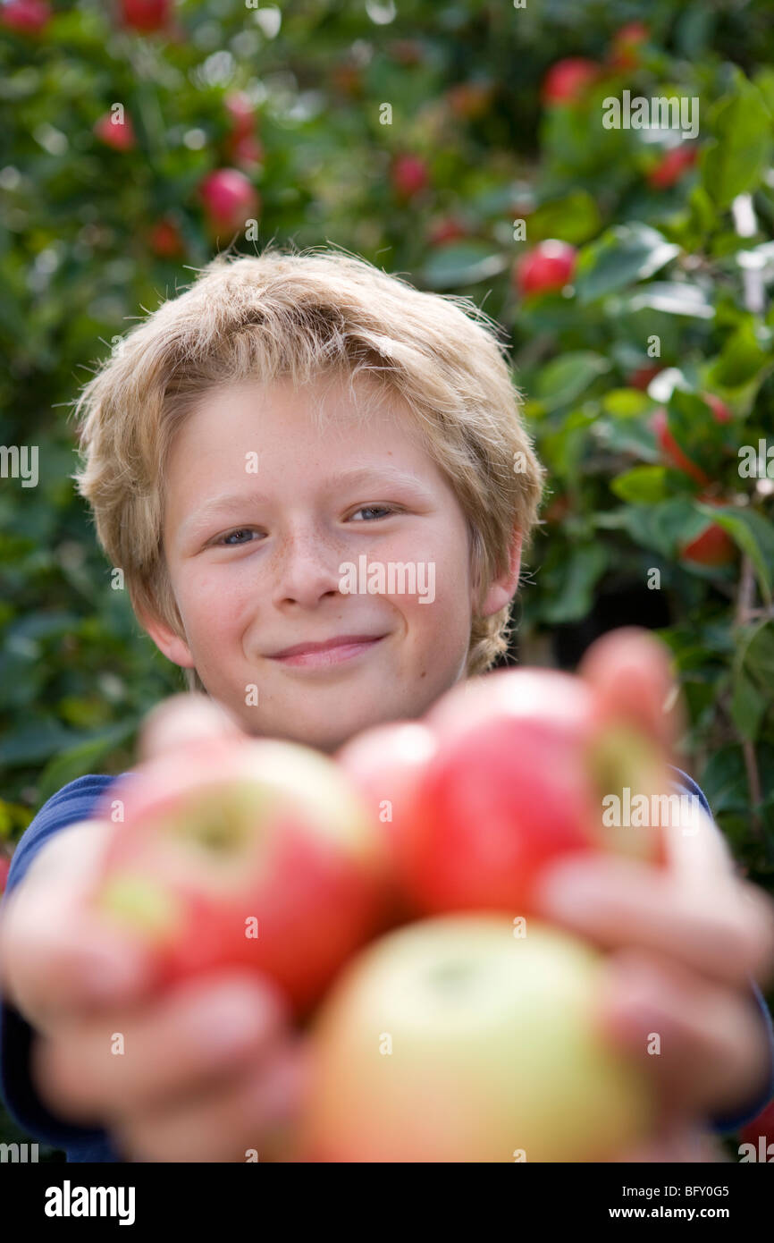 Harvest time in orchard hi-res stock photography and images - Alamy
