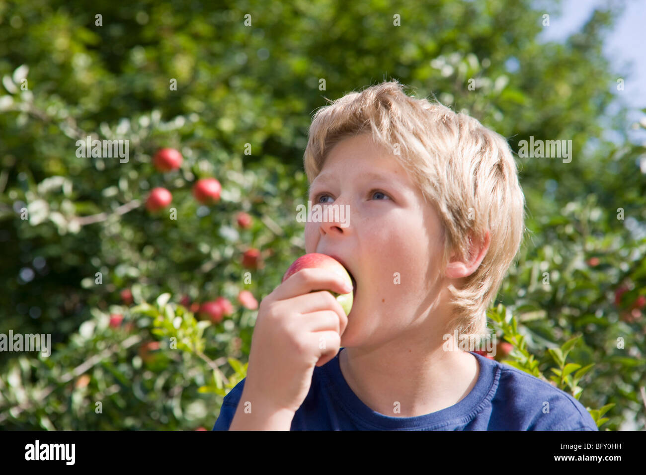 Harvest time horizontal hi-res stock photography and images - Alamy