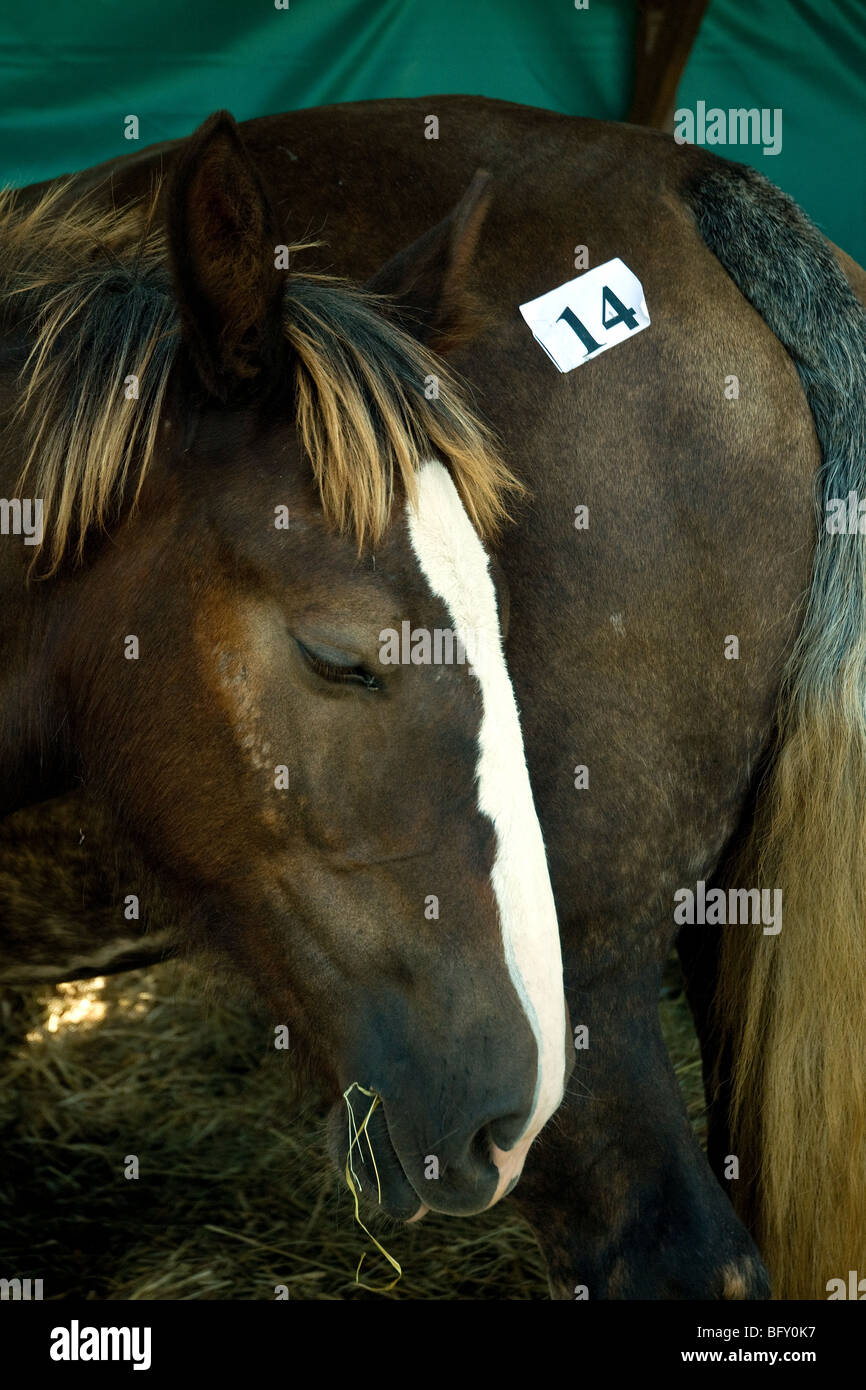 A mare, rump displaying a contest entry number, and her foal at the ...