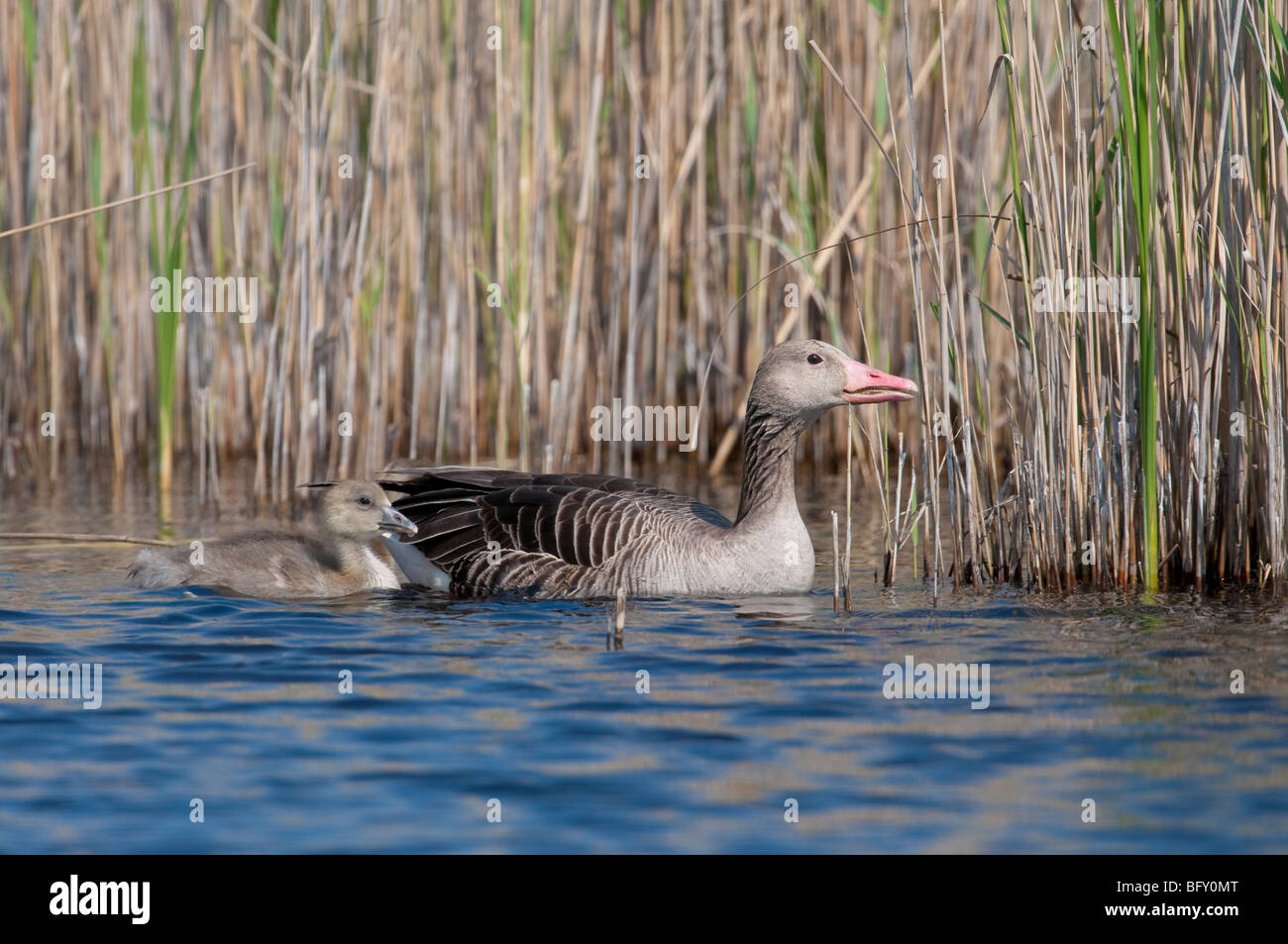 Graugans - Greylag Goose (Anser anser Stock Photo - Alamy