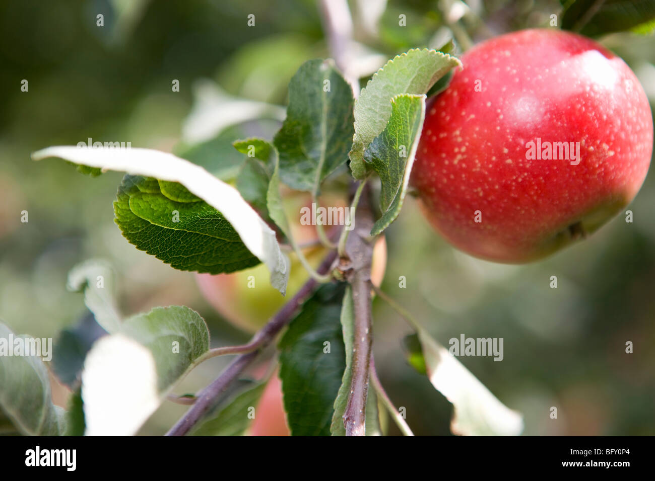 Perfect ripe red apple Stock Photo - Alamy