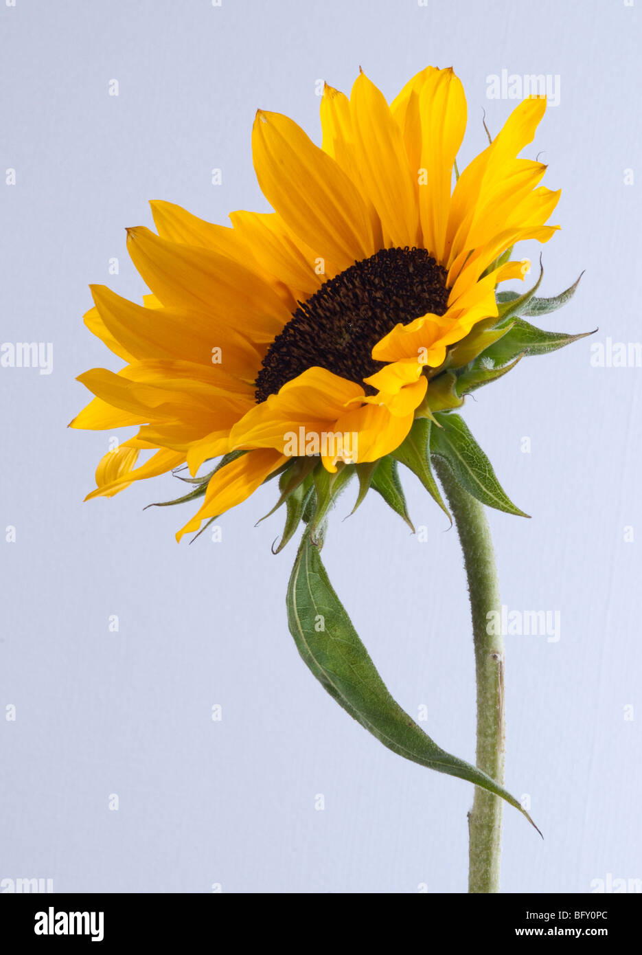 Sunflower Studio Pictures on White or Grey Background, one alone or ...