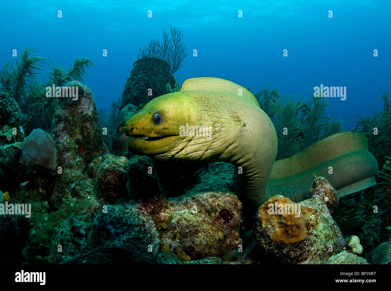 Green Moray eel on reef Stock Photo - Alamy
